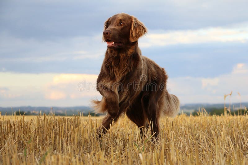 Brown Flat Coated Retriever Portrait Stock Photo - Image of beautiful ...