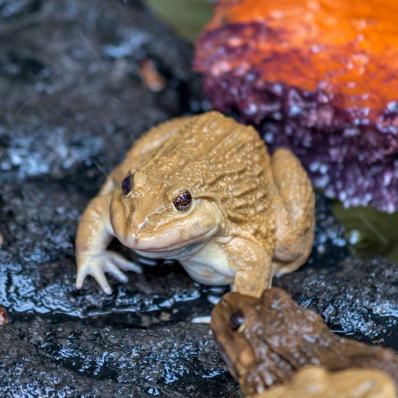Brown flog on the rock stock photo. Image of animal, white - 42096208