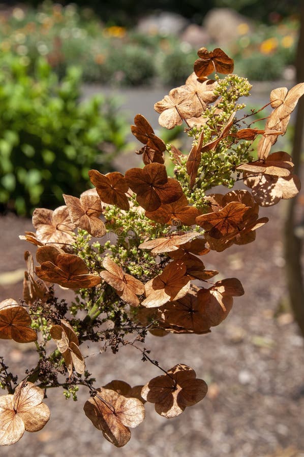 Brown Flower Head of an Oakleaf Hydrangea in Sunshine Stock Image ...