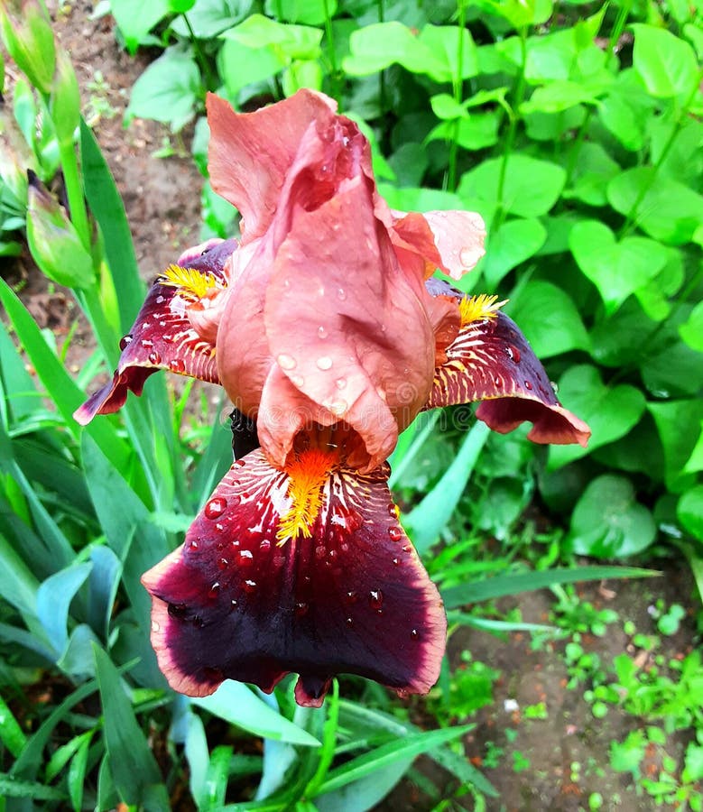 A Brown Flower of Iris with Drops on it Close Up Stock Image - Image of ...