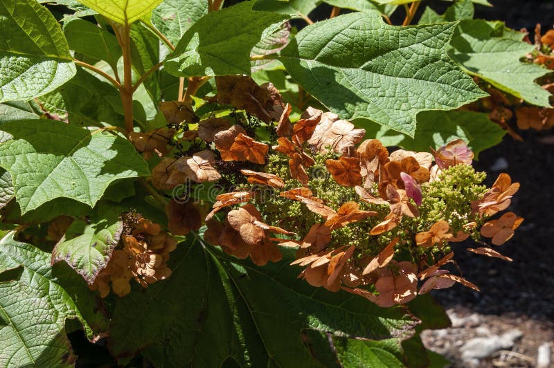 Brown Flower of an Oakleaf Hydrangea Shrub Stock Image - Image of stem ...