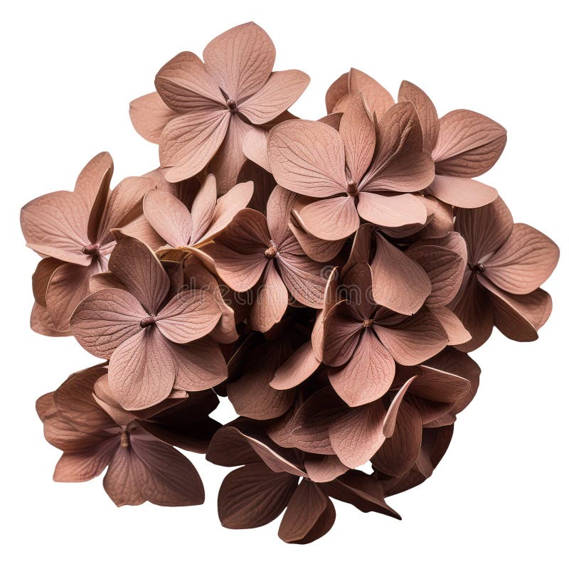 Decor Brown Flower on Transparent Background Stock Image - Illustration ...