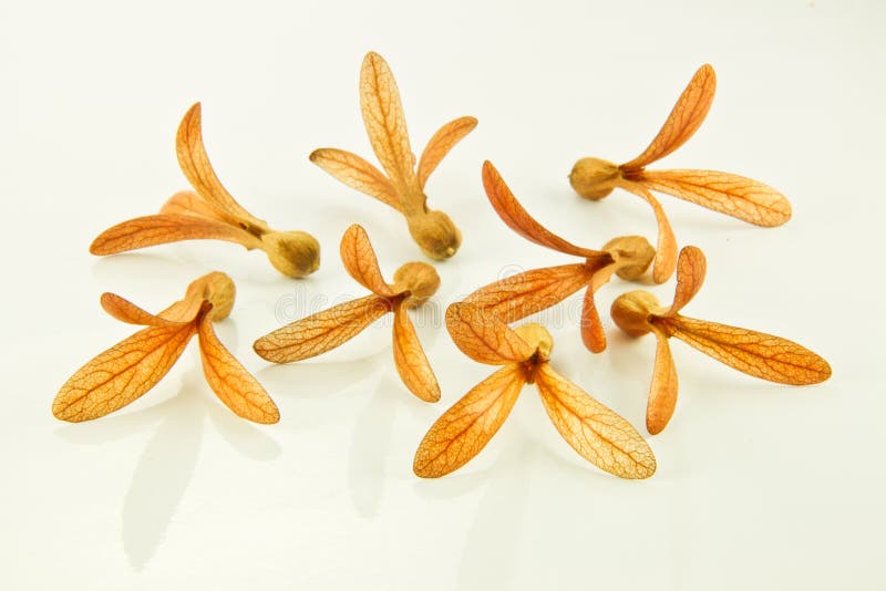 Spin seed stock image. Image of season, living, flower - 24487773