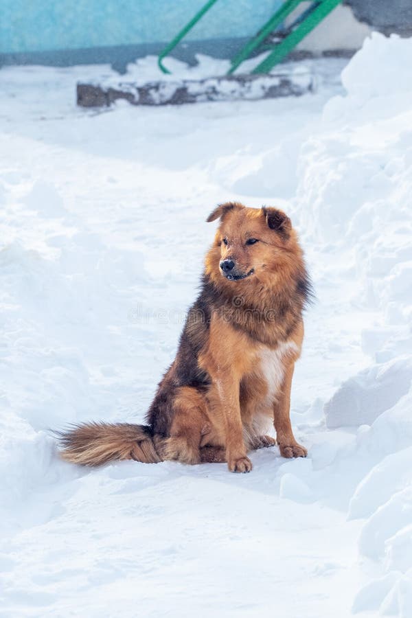 Brown Fluffy Dog in the Winter Sitting in the Snow Stock Photo - Image ...