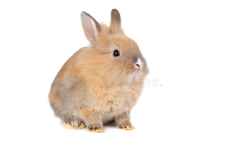 Brown fluffy rabbi stock image. Image of fluffy, brown - 11887315