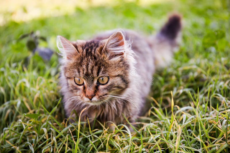 Brown Fluffy Tabby Kitten Walks in the Grass Stock Image - Image of ...