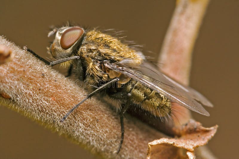 Brown fly in a branch stock image. Image of wood, stem - 52943109