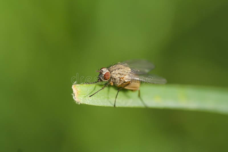 Brown fly stock image. Image of nature, insects, animals - 68667787