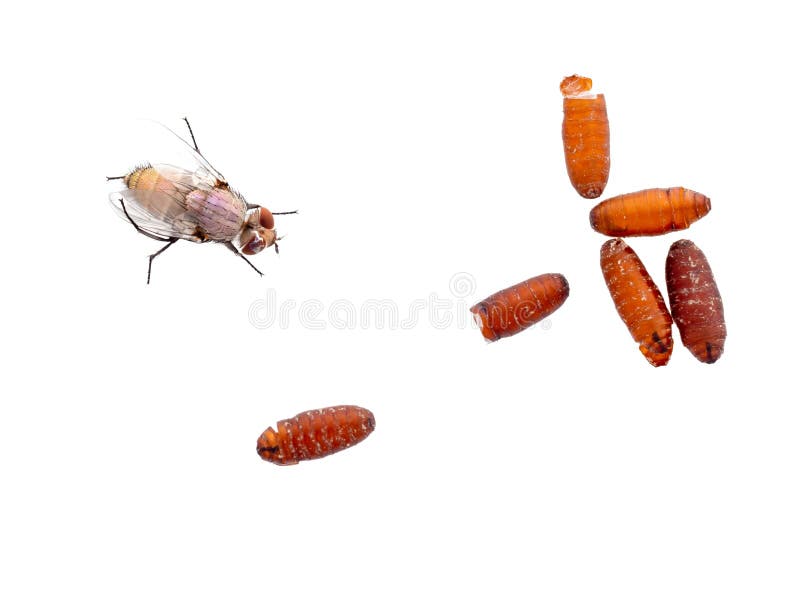 Brown Pupae of Fly Larvae on a White Isolated Background Stock Image ...