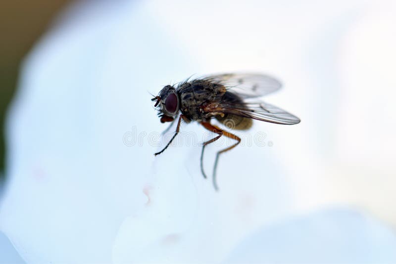 Brown Fly on White Rose Flower Stock Photo - Image of white, rose ...