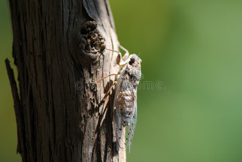 Brown Flying Insect Perching On Brown Trunk During Daytime Picture ...