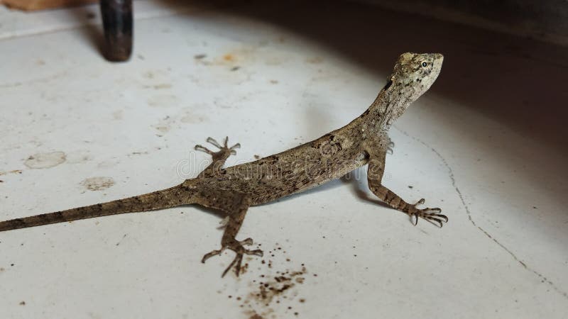 Flying Lizard Over the White Tiles Stock Image - Image of gecko, flying ...