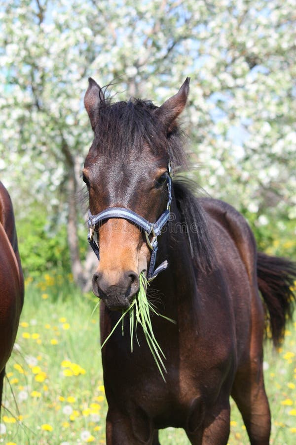 Brown foal eating grass stock image. Image of brown, latvian - 27138681