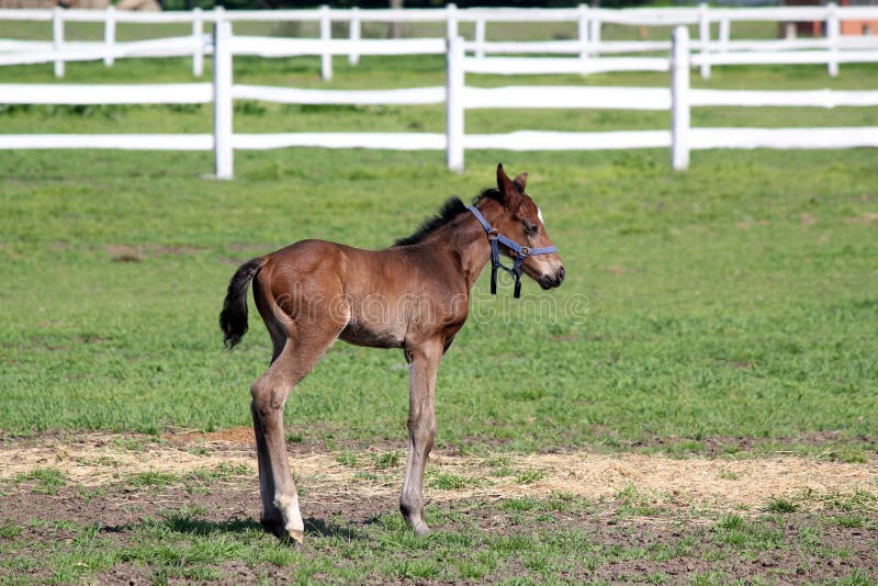 Brown foal on farm stock image. Image of tree, ranch - 31119875