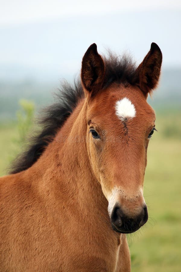 Foal portrait stock photo. Image of foal, looking, moving - 9486110