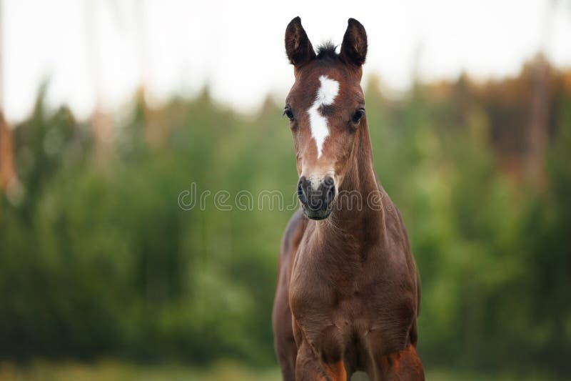 Brown Foal with White Mark Posing Outdoors in Summer, Close Up Portrait ...