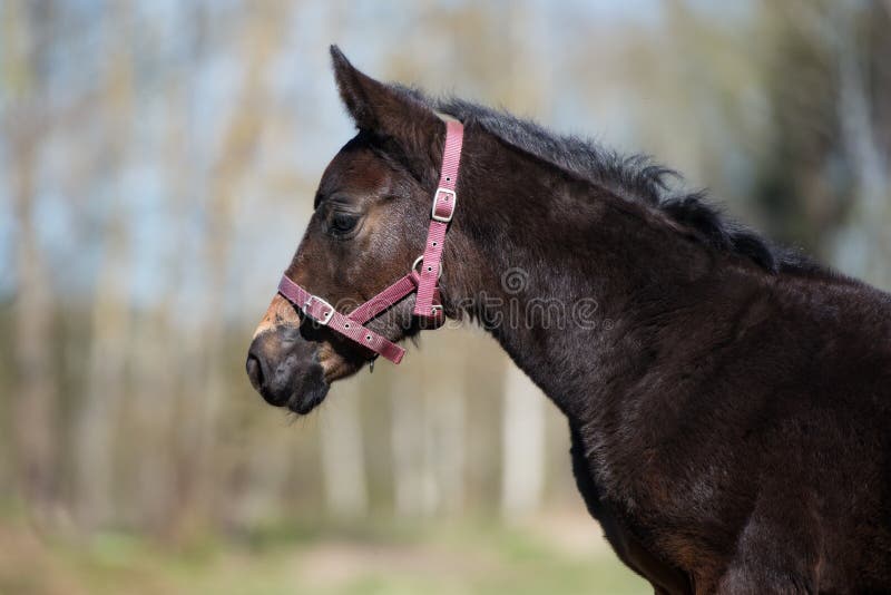 Brown-Fohlen, Das Auf Einem Feld Steht Stockfoto - Bild von gras, tier ...