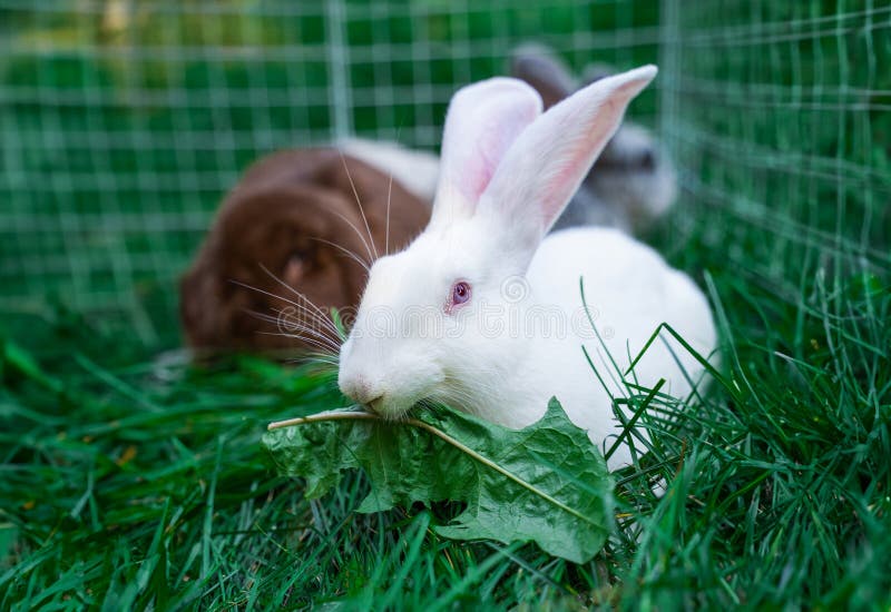Brown Fold Ram, Giant White - Medium Sized Rabbits Lie on a Green Grass ...