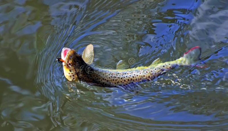 Bachforelle stockfoto. Bild von nave, tier, fische, braun - 30160138
