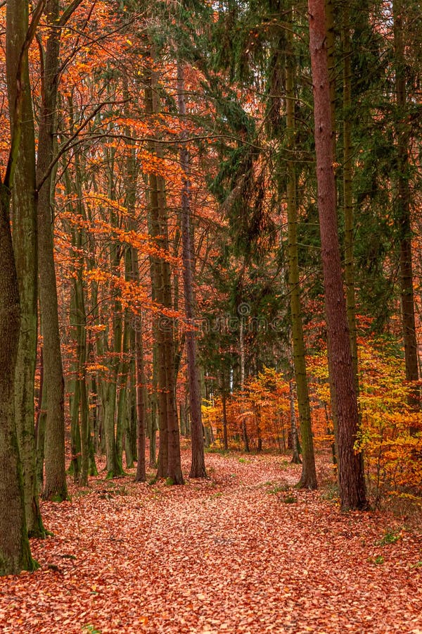 Brown Forest Full of Leaves in the Autumn, Poland Stock Photo - Image ...