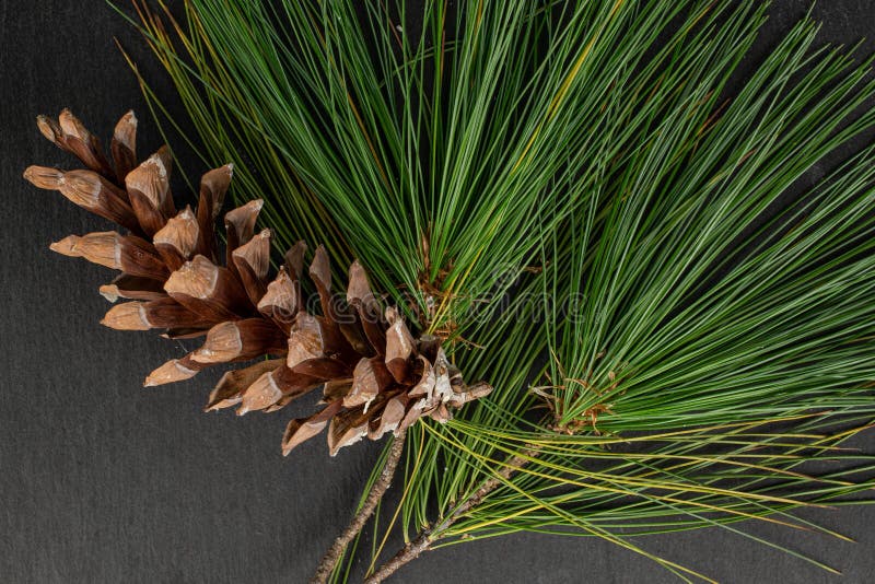 Brown Forest Pine Cone on Grey Stone Stock Photo - Image of aromatic ...