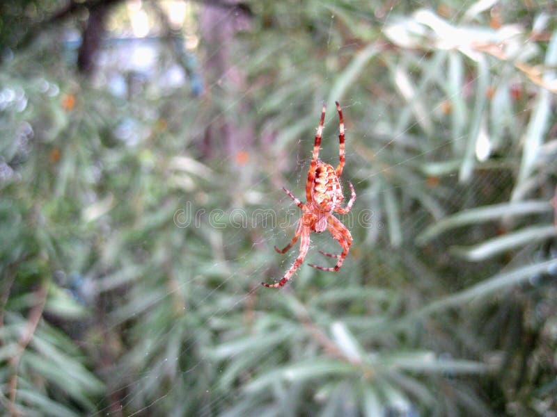 Brown forest spider stock image. Image of brown, wild - 57747923