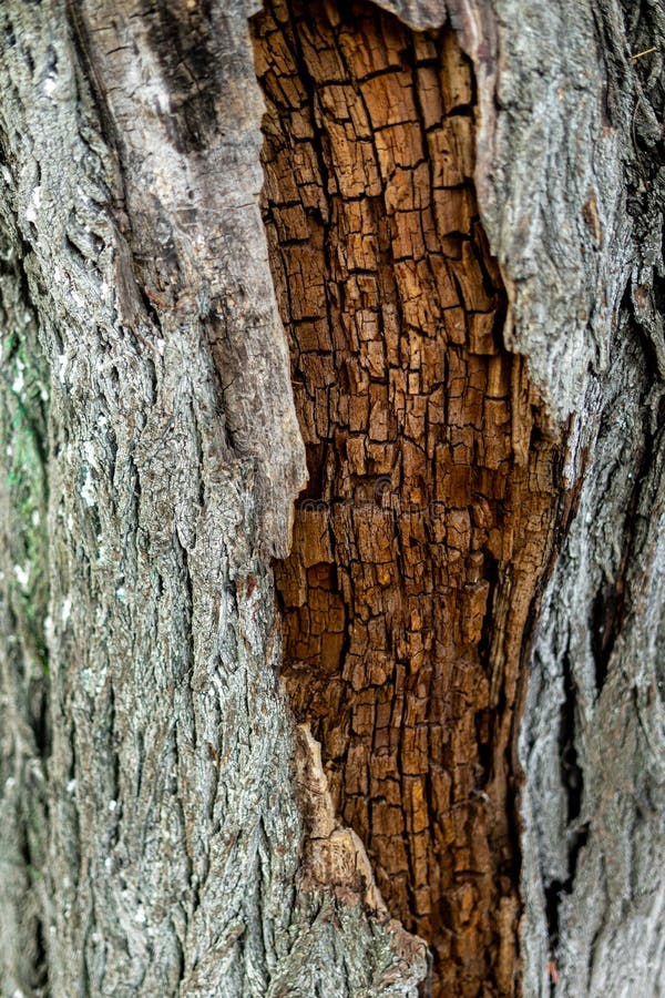 Rind Brown Tree in the Forest Stock Image - Image of soil, closeup ...