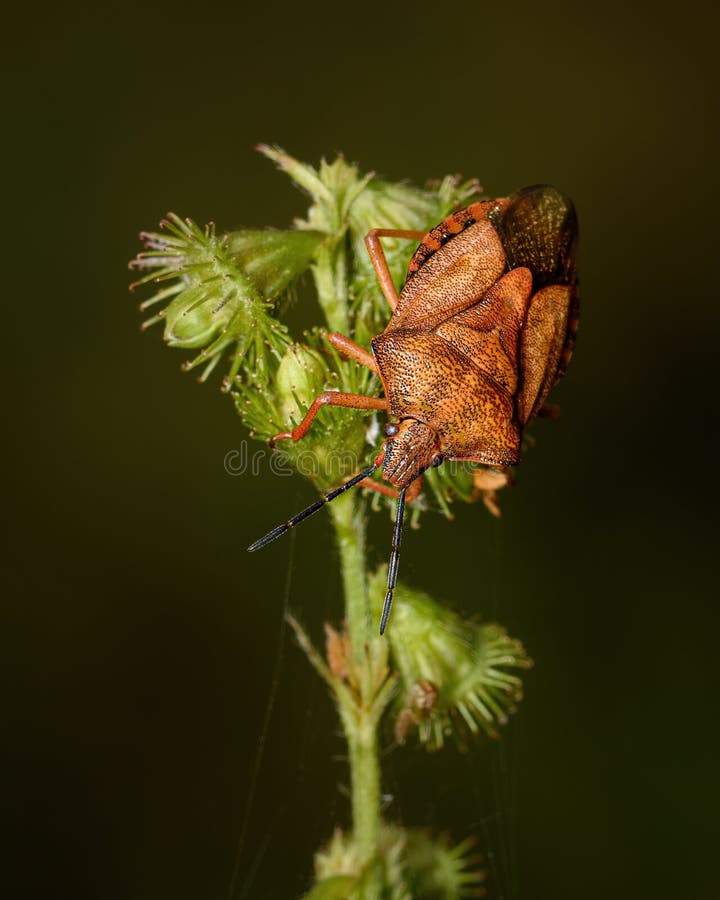 Brown Forest Tree Bug Close Up Stock Image - Image of background, wild ...
