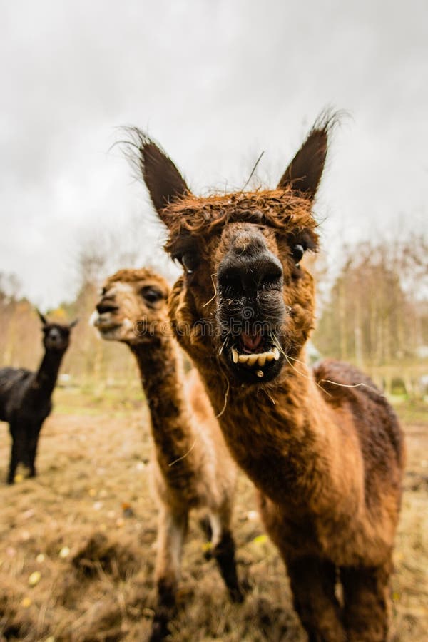 Brown Four Legged Animal Picture. Image: 106122942