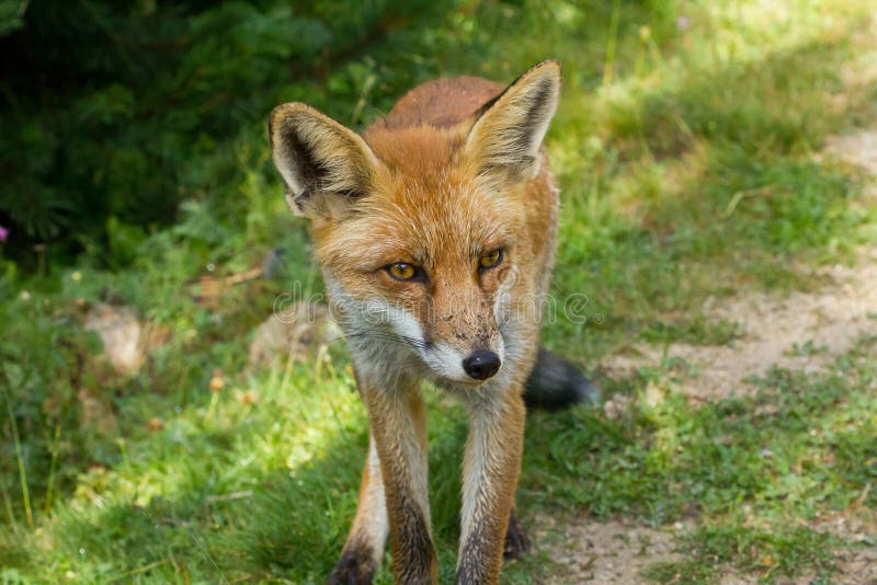 Brown Fox on a Dirt Path with an Intense Look on His Face Stock Image ...
