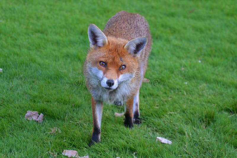 Brown Fox In Green Grass Field Picture. Image: 83067957