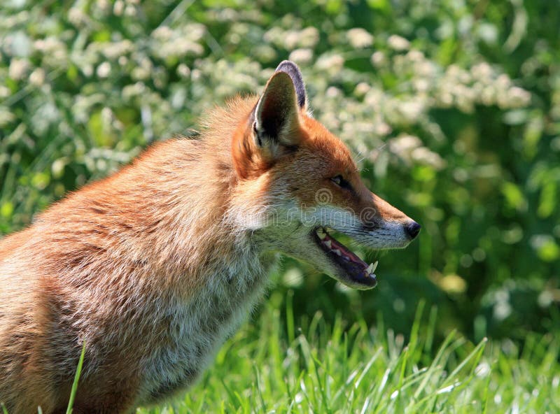 Brown Fox in Green Grass Field during Daytime Stock Image - Image of ...