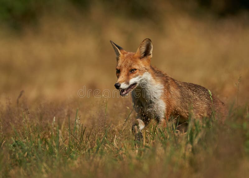 Brown fox hunting for prey stock photo. Image of chasing - 190567152