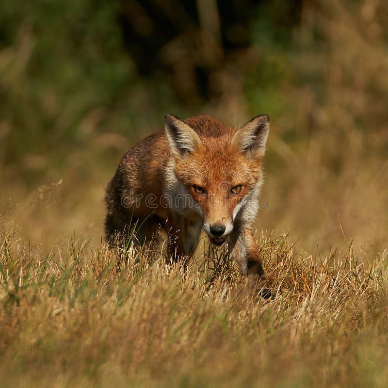 Brown fox hunting for prey stock photo. Image of chasing - 190567152