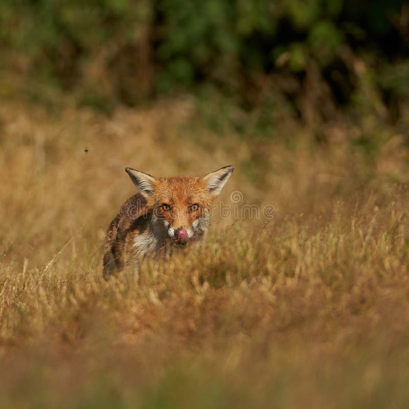 Brown fox hunting for prey stock image. Image of looking - 190567089
