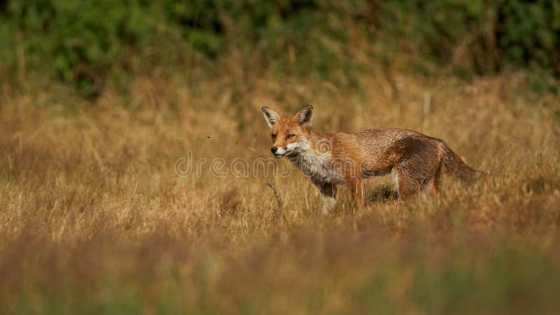 Brown fox hunting for prey stock image. Image of grass - 190567209
