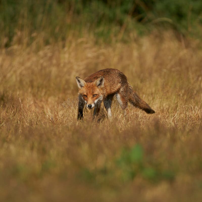 Brown fox hunting for prey stock photo. Image of long - 190567384