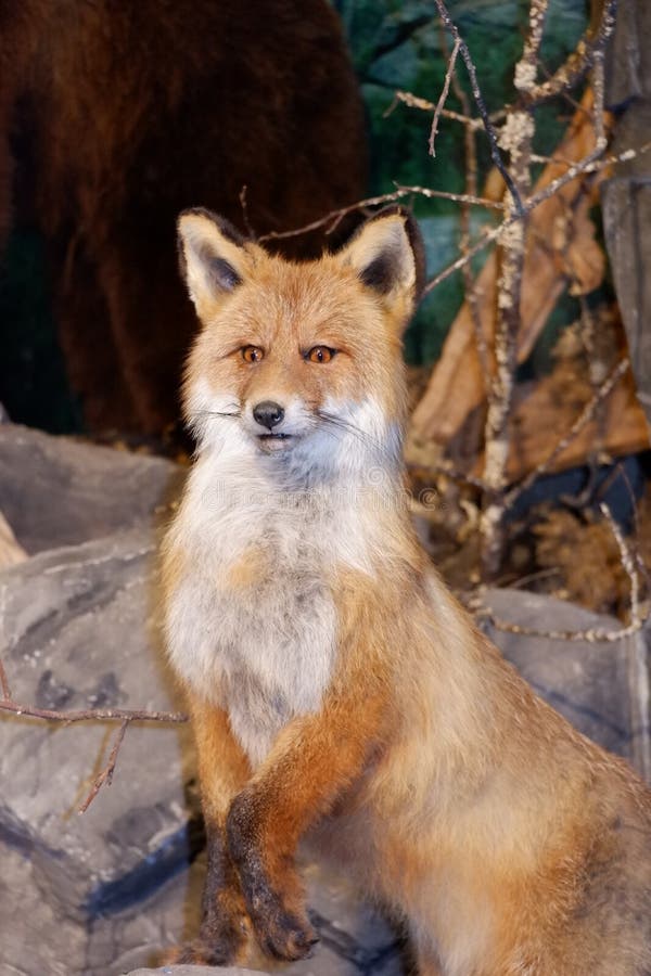 Brown fox stock photo. Image of brown, trees, calling - 95294104