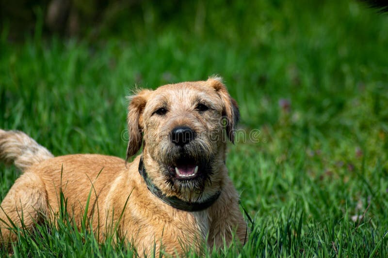 Brown Fox Terrier Dog Looking at the Camera while Resting on the Grass ...