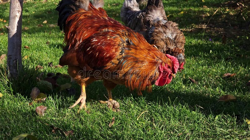 Brown Free-range Grass-fed Rooster with Chicken Grazing on Lawn Stock ...