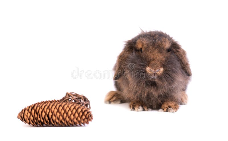 Brown French Lop Rabbit Isolated on White Stock Photo - Image of tail ...