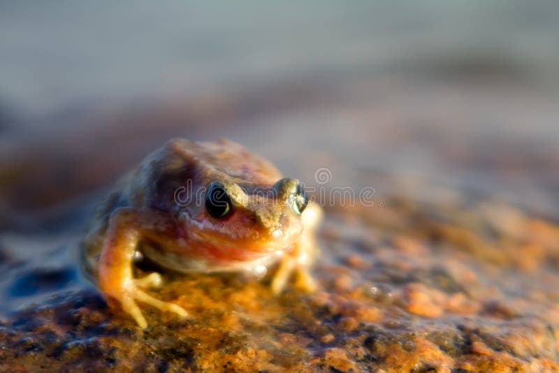 Brown Frog (Rana Temporaria) Laid Eggs (frogspawn) in the Pond Stock ...