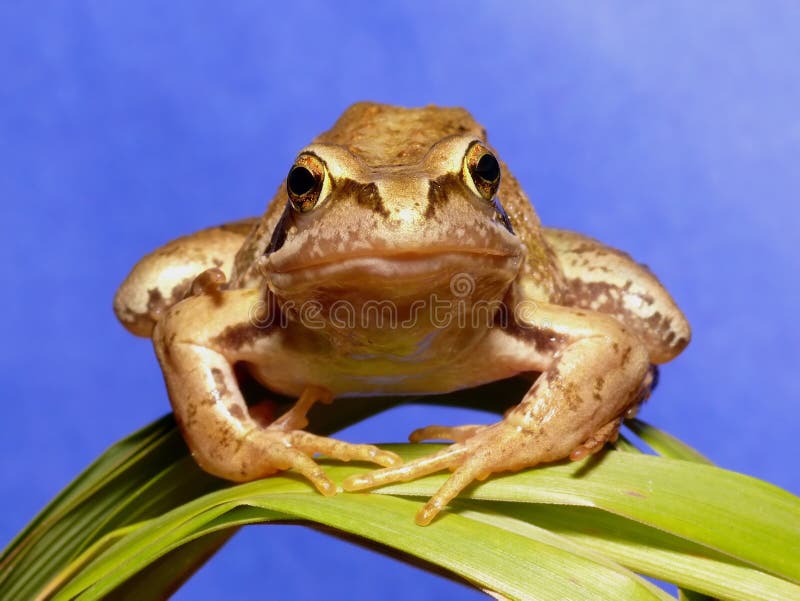 Brown Frog in Pond (back View) Stock Image - Image of webbed, nature ...