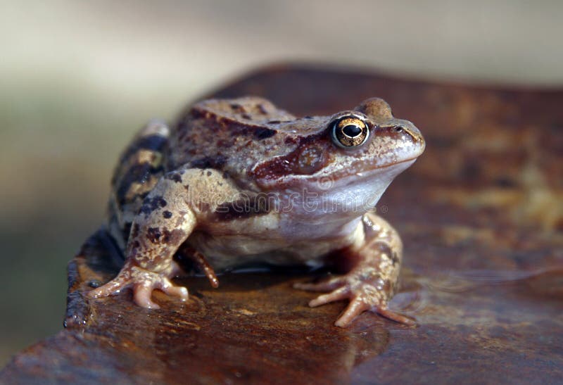 Brown frog stock image. Image of beige, spotty, stain, brown - 596737