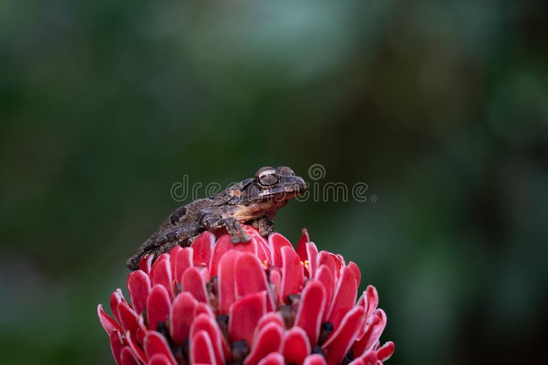 110 Bright Red Tree Frogs Stock Photos - Free & Royalty-Free Stock ...