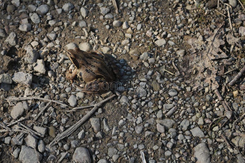 Brown frog on the ground stock photo. Image of fauna - 216627258