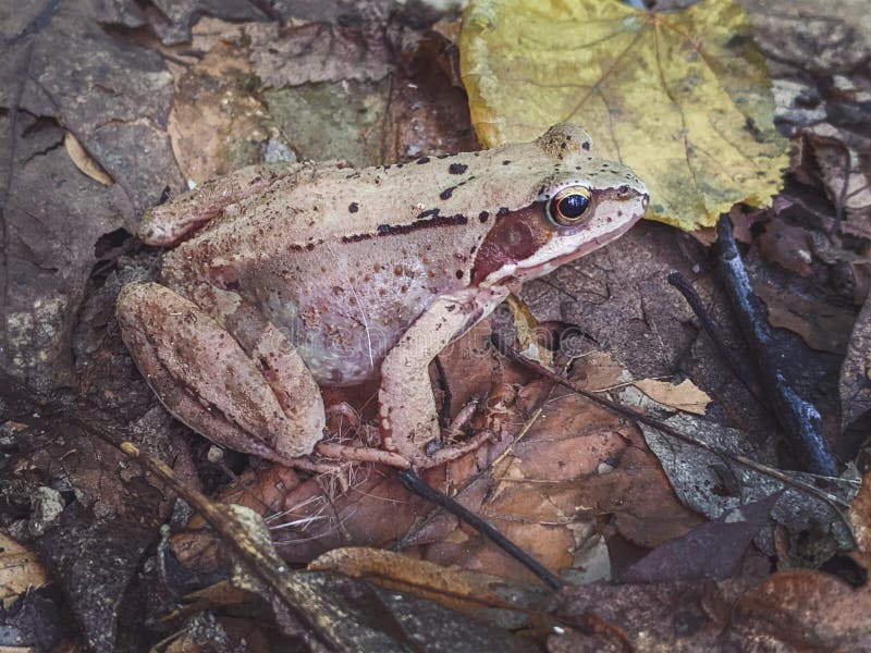 A Brown Frog with an Interesting Skin Texture Sits on a Leaf Stock ...