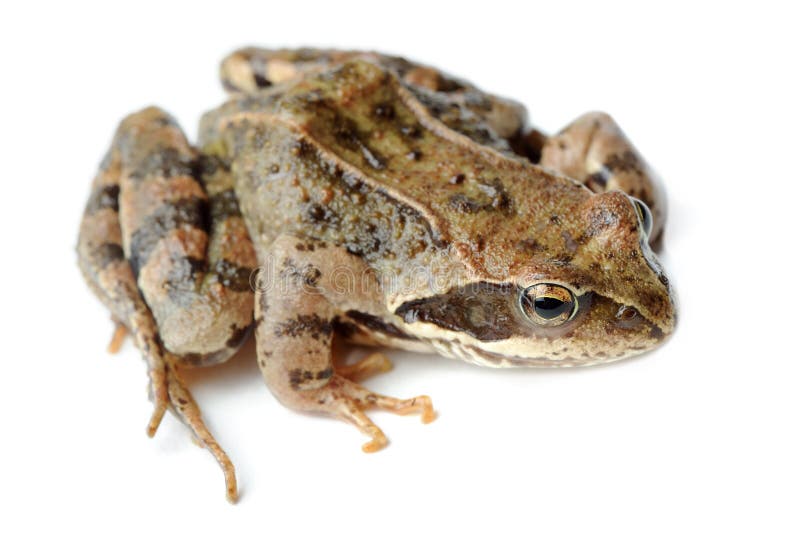 Bumpy Toad Close-up stock photo. Image of large, anura - 20515460