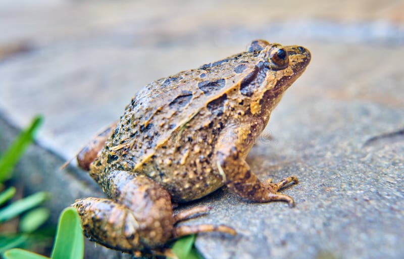 176 Bullfrog Jumping Stock Photos - Free & Royalty-Free Stock Photos ...