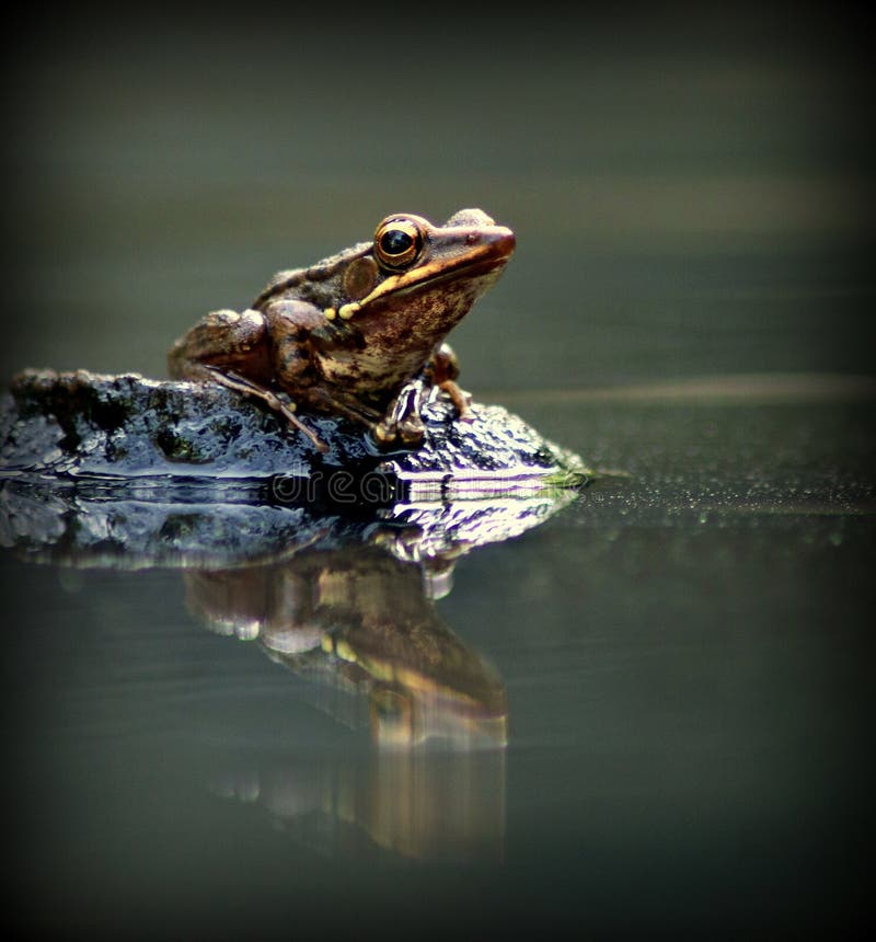 Brown Frog on a Rock on the Surface of the Water Stock Photo - Image of ...